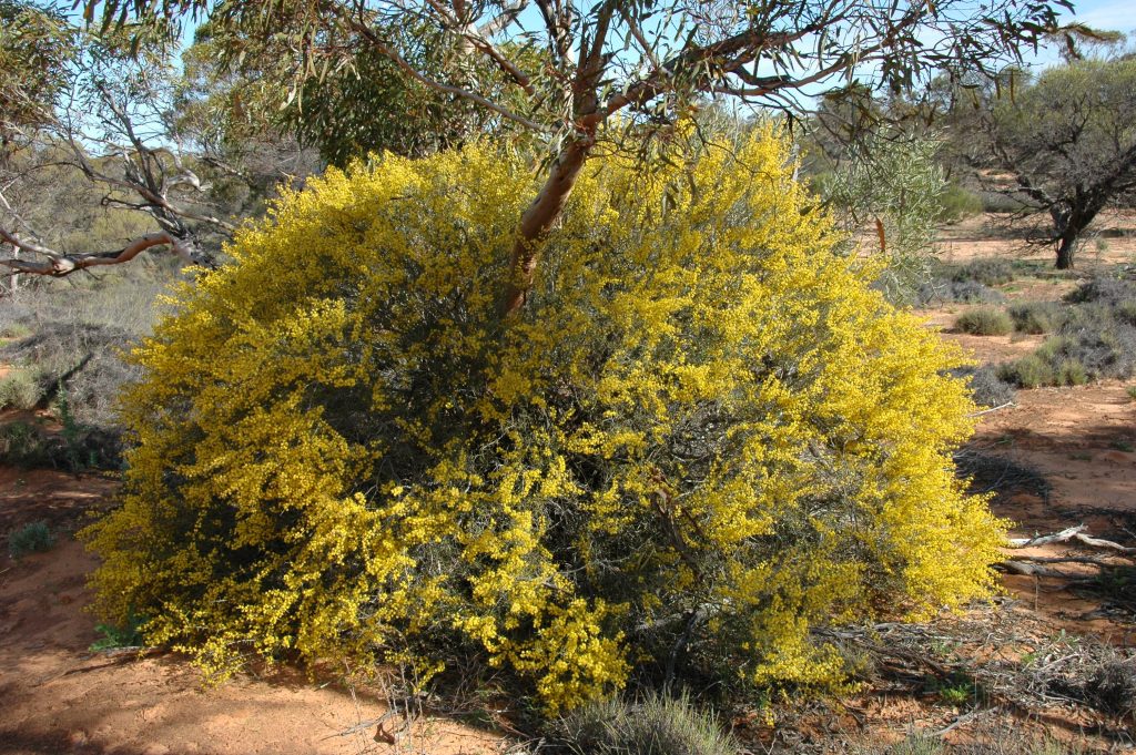 Flora | Friends of the Great Victoria Desert